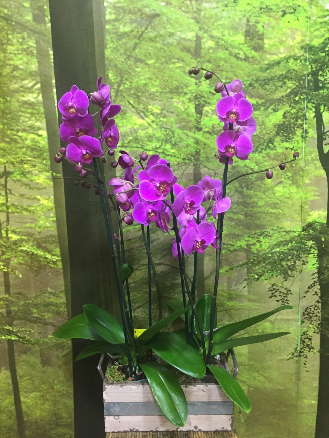 Comprar orquideas moradas online | Yamil Floristas